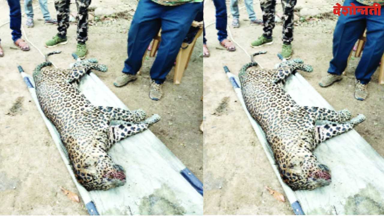 Leopard death: विहिरीत पडल्याने बिबट्याचा मृत्यू - देशोन्नती
